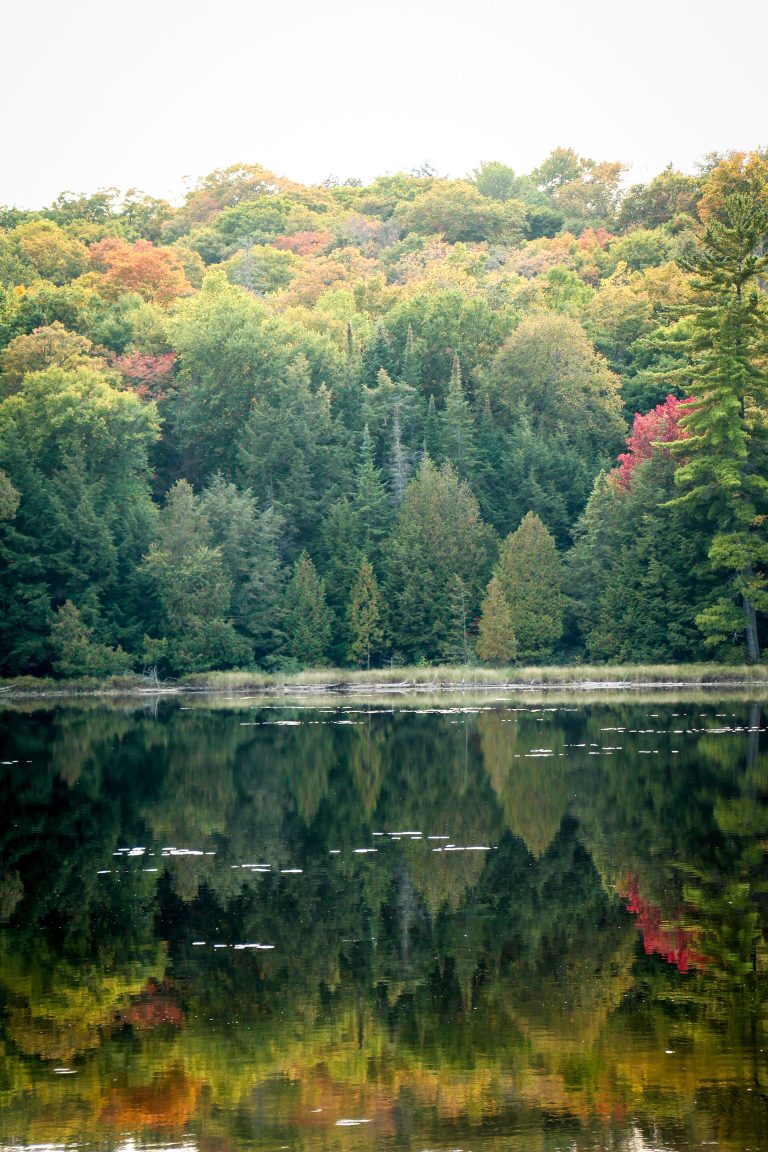 Limberlost_Ontario_Sep_2017 (8 of 21) — Martin Hofmann